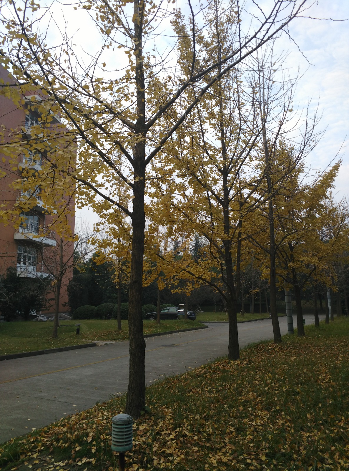 Muswada | Chapter | Vive décembre